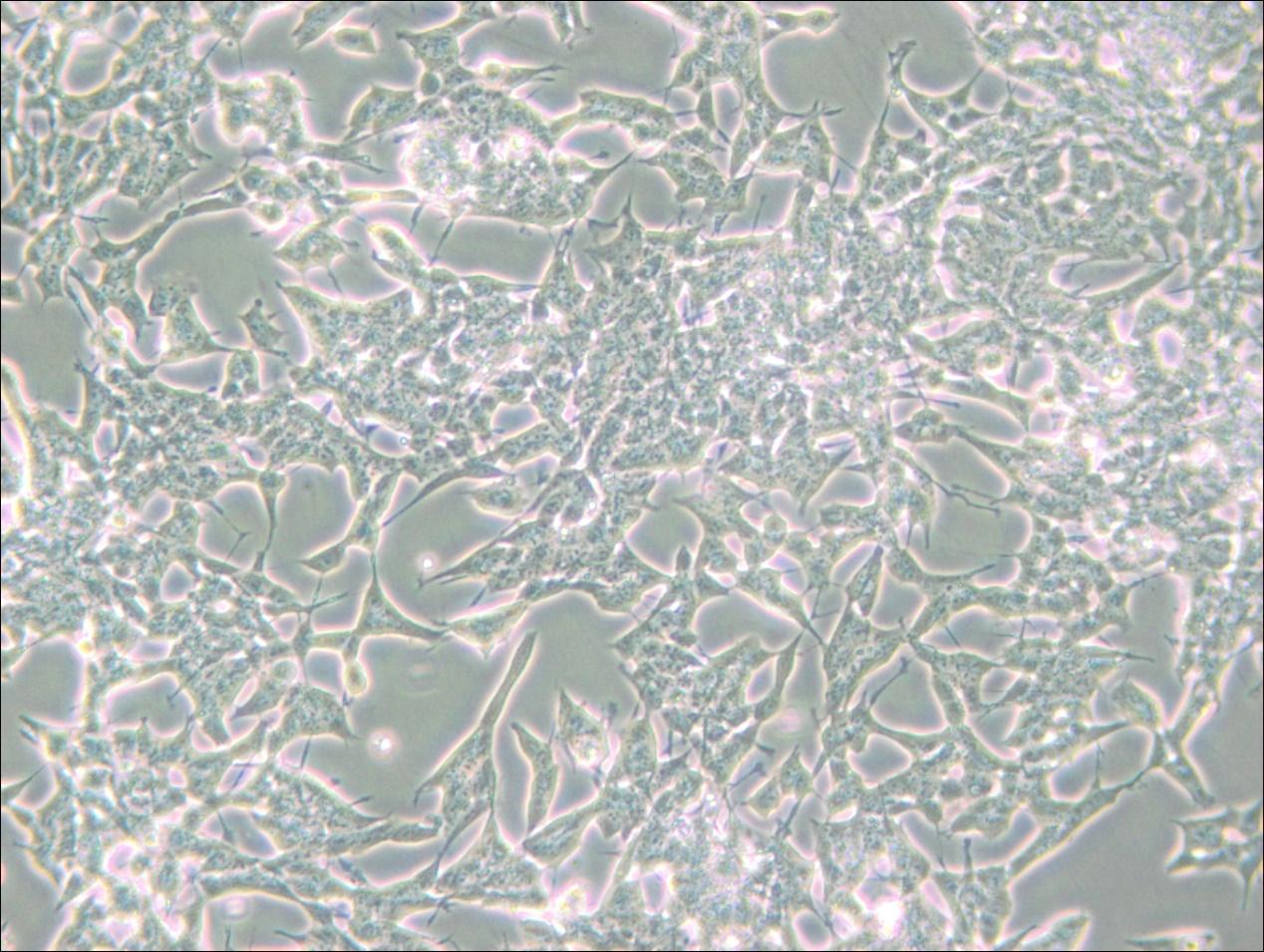 细胞学堂 | 如何养好SH-SY5Y - 知乎