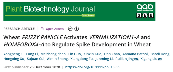 Plant Biotech J | 刘西岗/景蕊莲合作团队解析小麦穗发育的调控机制 - 知乎