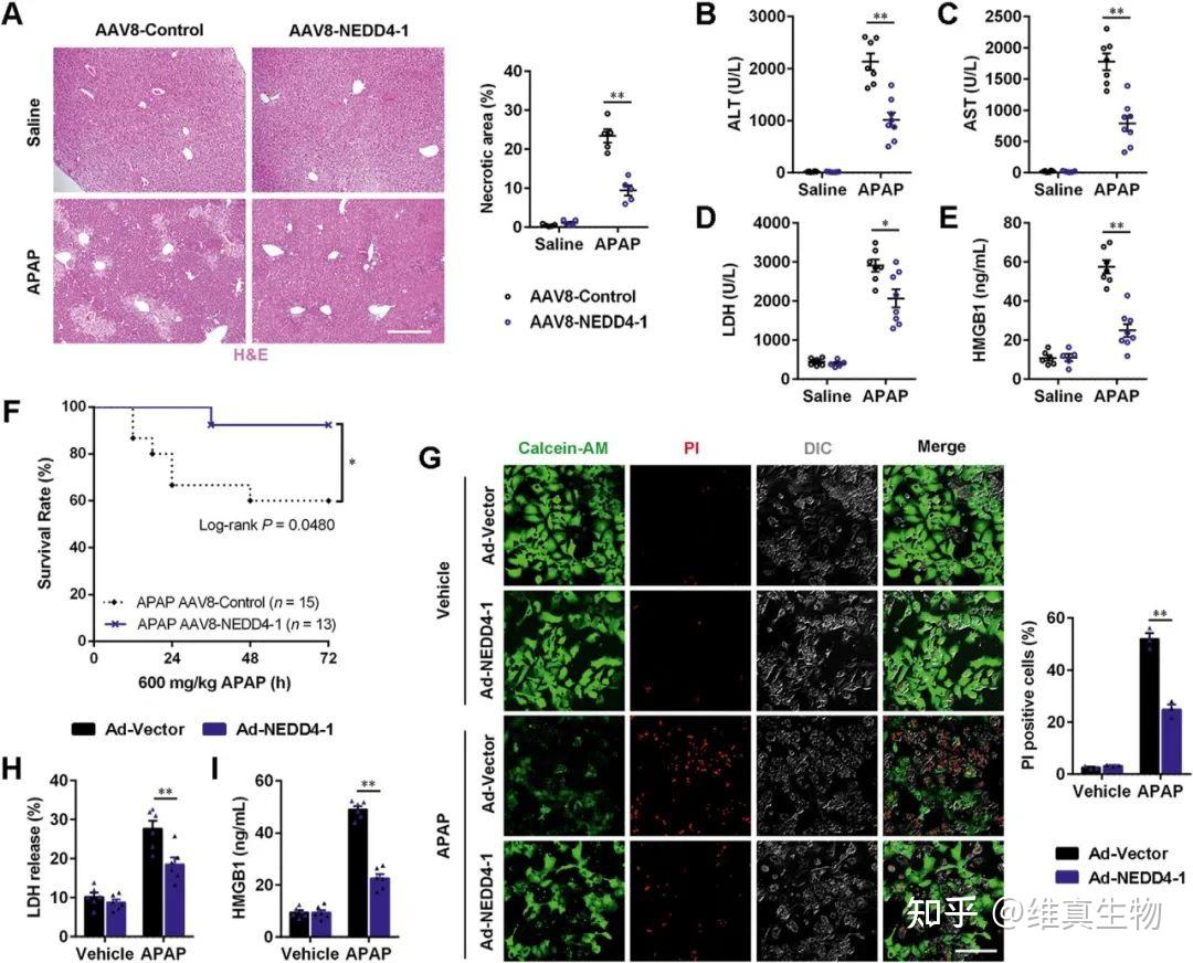 肝脏AAV给药的病毒用量一般为多少？ - 知乎