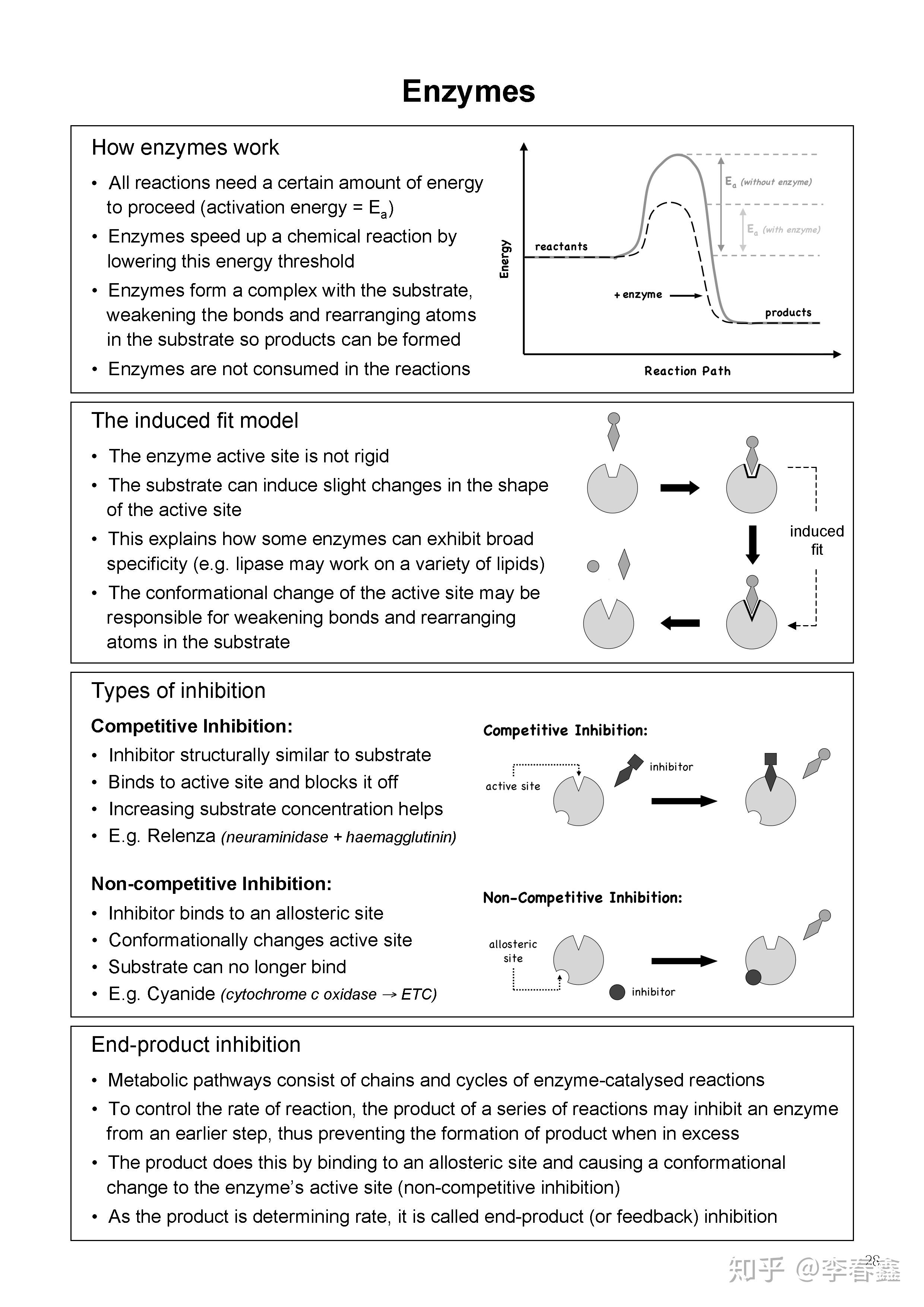 Dp Biology Quick Note For Revision Dp生物快速复习手册 知乎