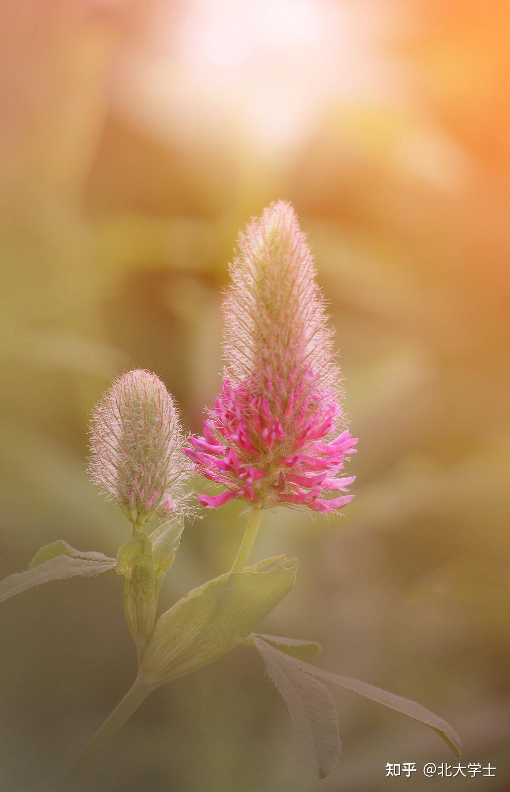 鲜花摄影6666666666666666 - 知乎