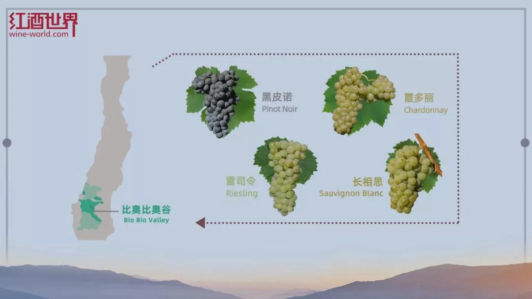 小视频 探索智利葡萄酒产区 知乎