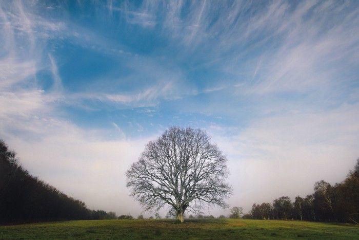 用dtreeviz实现决策树可视化 - 知乎