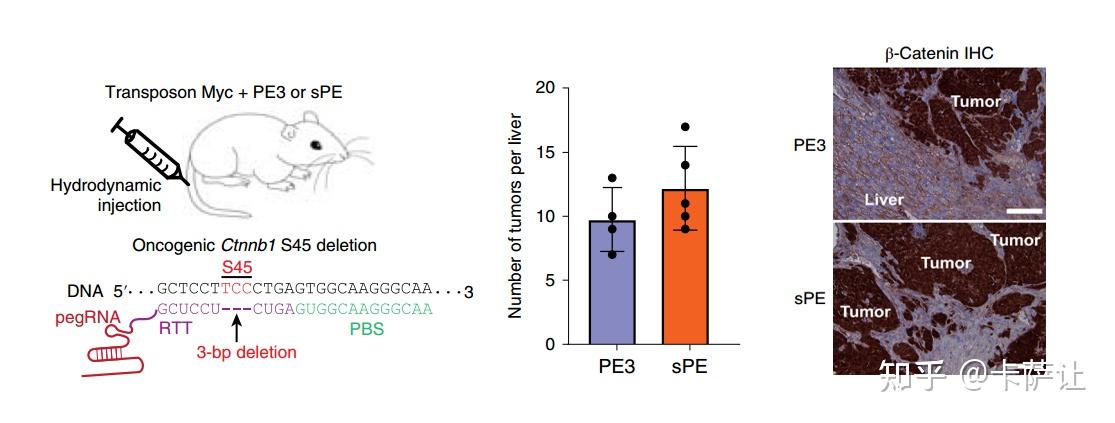 分离式的prime editor系统的灵活性极大增强，包装尺寸更小！ - 知乎