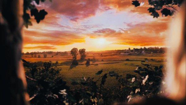 Flipped-The Sycamore Tree - 知乎