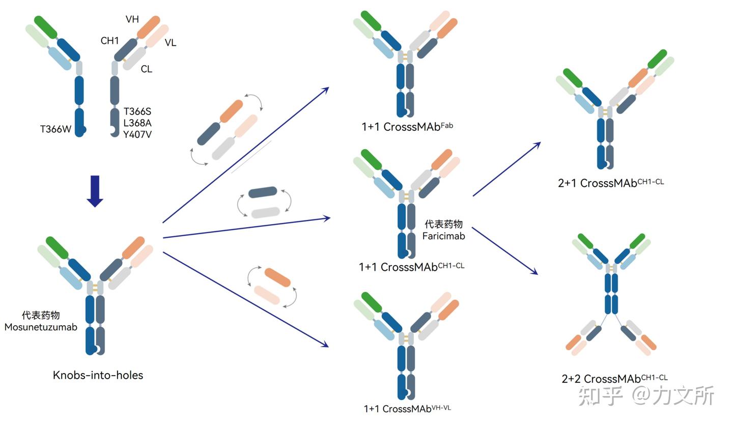 干货来了！获批上市的双特异抗体及其技术平台汇总！ - 知乎