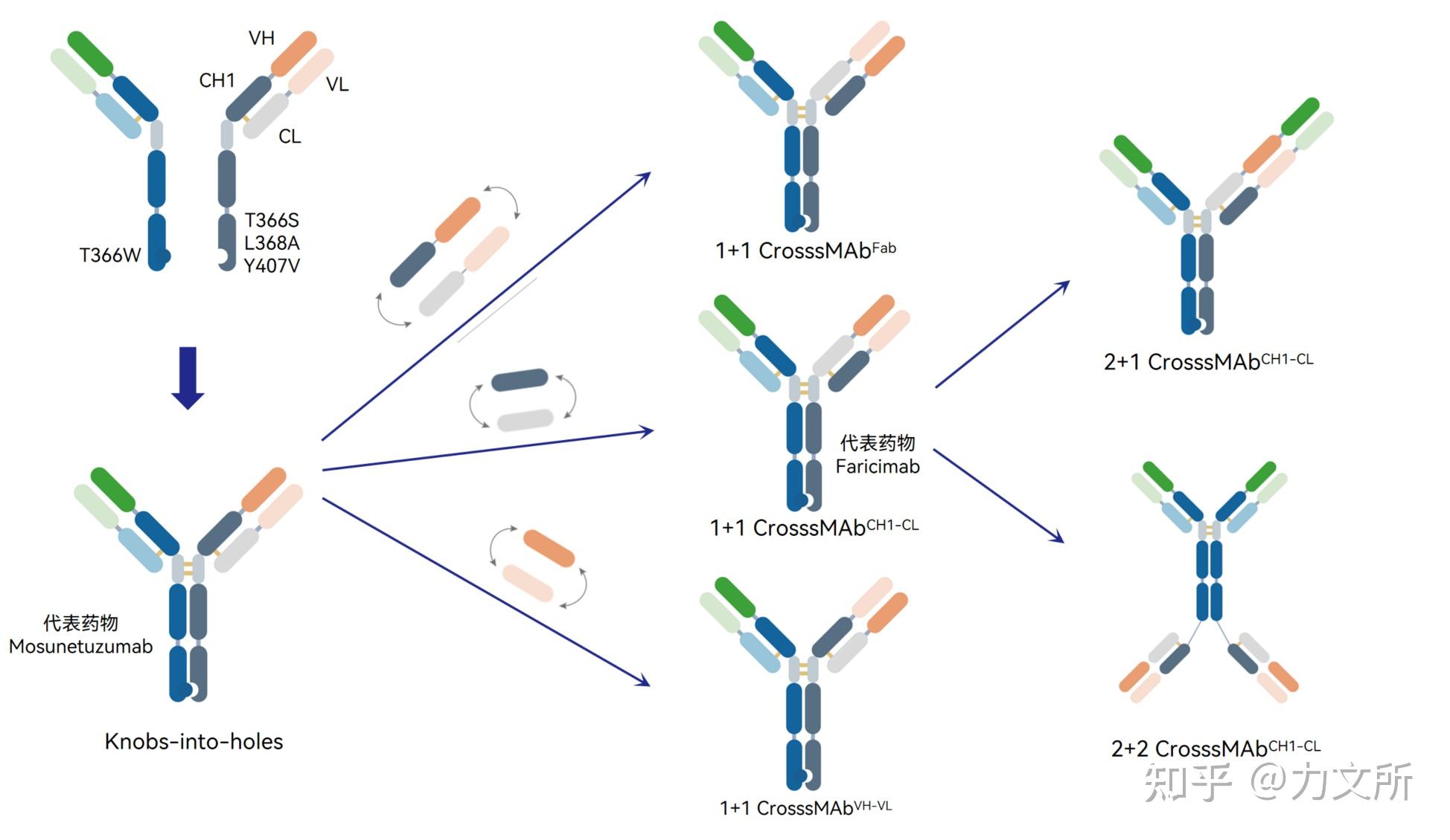 干货来了！获批上市的双特异抗体及其技术平台汇总！ - 知乎
