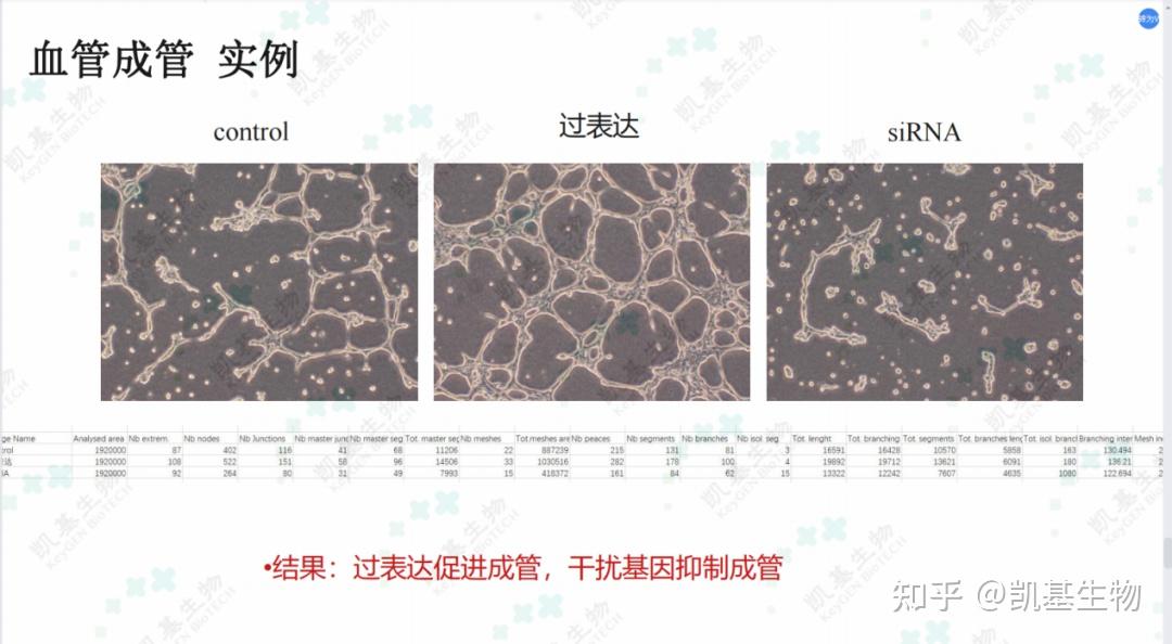 特殊细胞培养——人脐静脉内皮细胞（HUV-EC-C） - 知乎