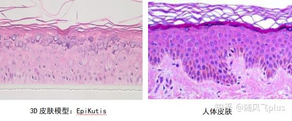 3D表皮模型在化妆品安全和功效评估的应用 - 知乎