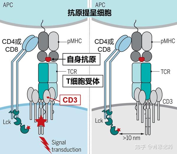记住治疗1型糖尿病生物药 | Teplizumab 泰普利单抗 | 抗T细胞表面CD3分子 - 知乎