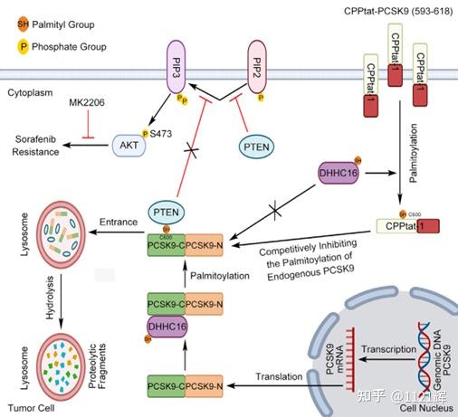 PCSK9的棕榈酰化修饰通过激活PI3K/AKT通路诱导肝细胞癌的索拉非尼耐药 - 知乎