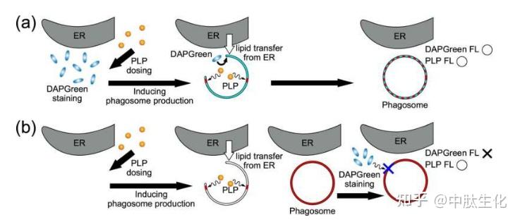 Commun Biol：光动力学研究表明 通过一种特殊的自噬机制或能选择性地破坏癌细胞 - 知乎