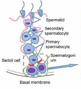 精原干细胞（spermatogonia stem cells, SSCs）的分离与培养-技术 - 知乎