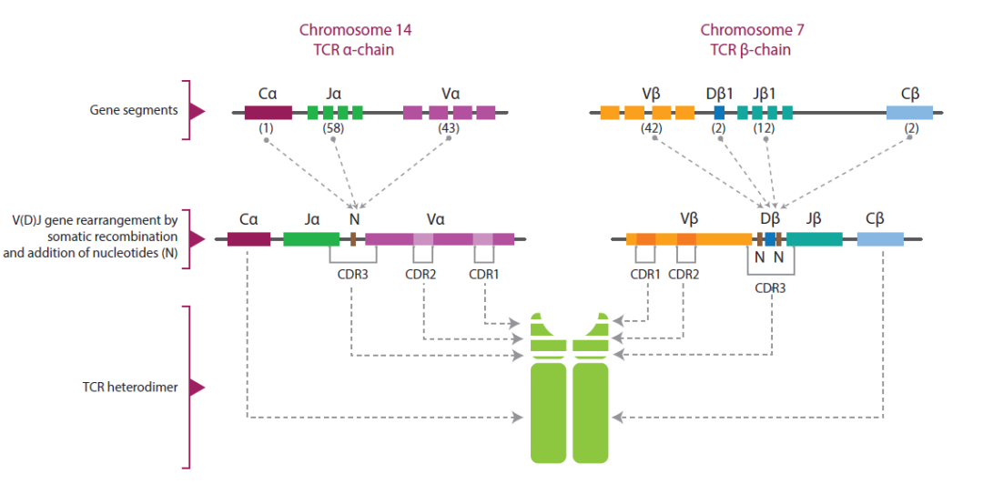 TRBC1 & TRBC2新品上市！更简单高效评估T细胞克隆性的新方法 - 知乎