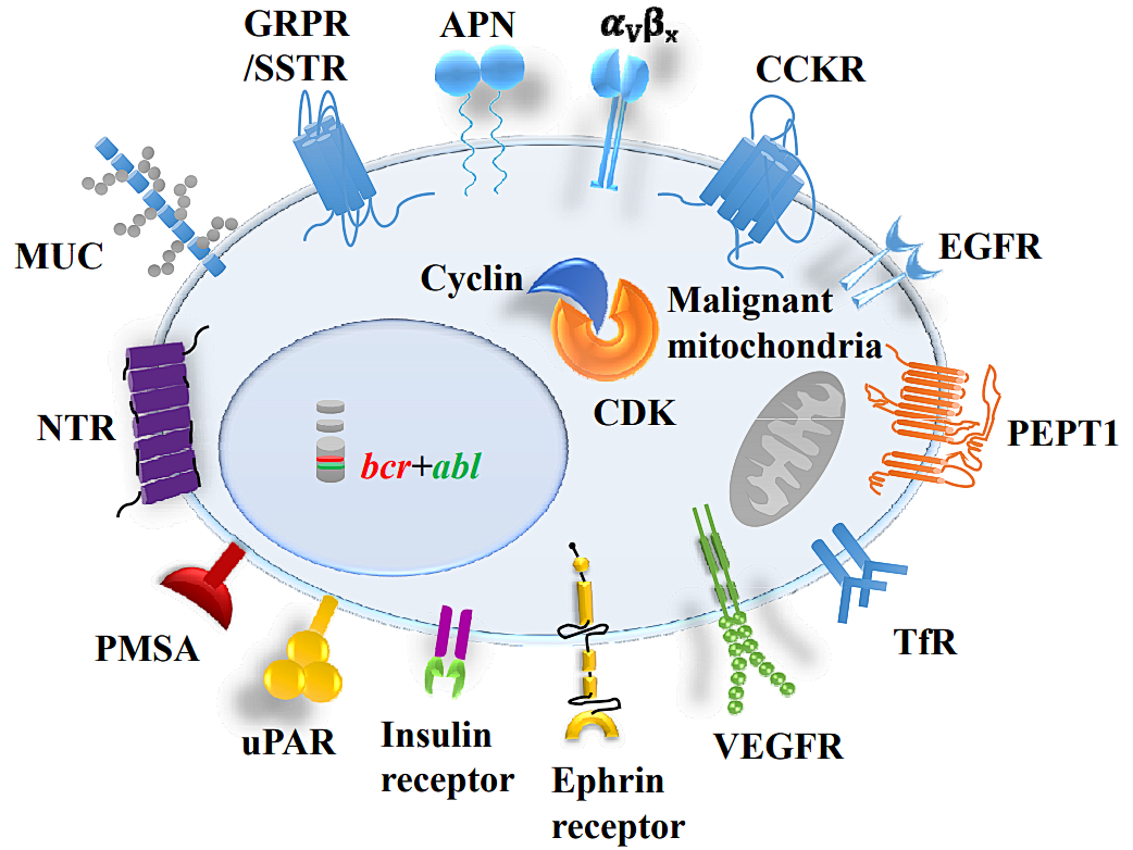 PDC药物的靶向释放原理与代谢产物鉴定研究策略 - 知乎