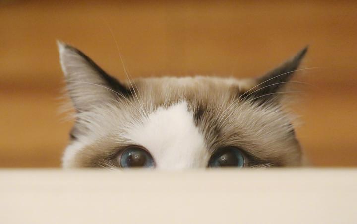 如何让猫多喝水 (完全版) 知乎