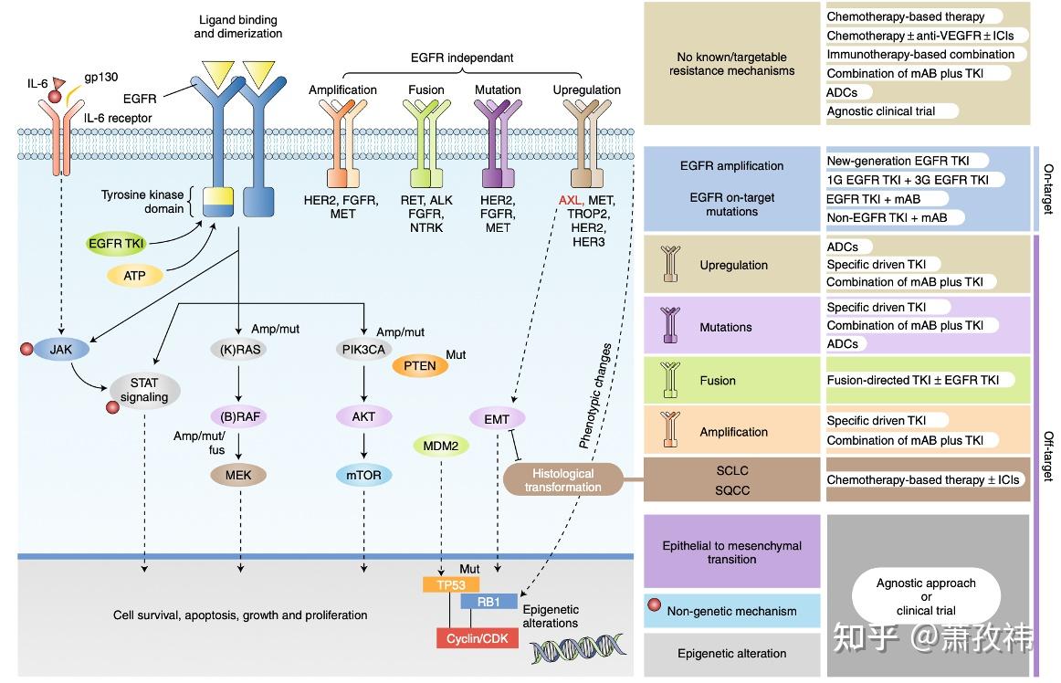 万字拆解EGFR - 知乎