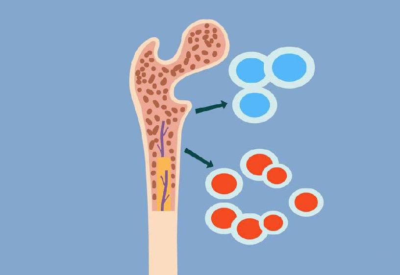 Pepaxto(melflufen)联合地塞米松治疗多发性骨髓瘤获FDA批准 - 知乎
