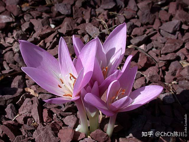 多肉植物全图鉴17：秋水仙科（Colchicaceae），秋水仙属（Colchicum） 原始种A-H - 知乎