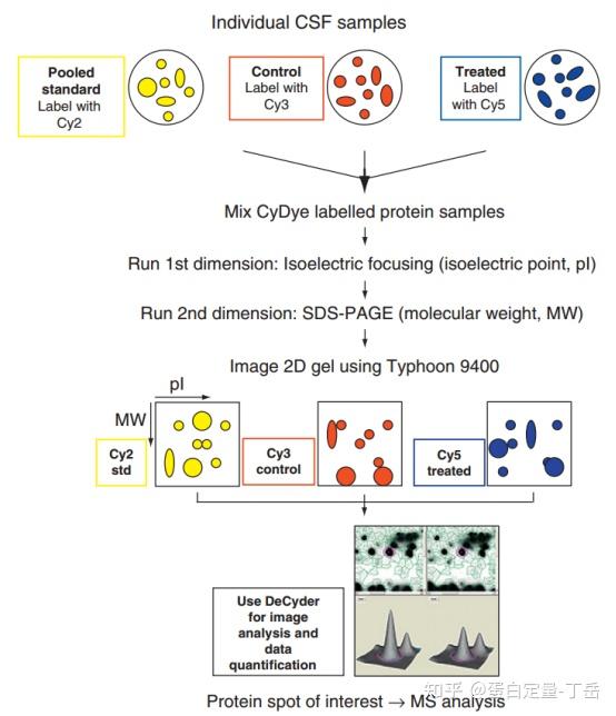 2D-DIGE定量蛋白质组学 - 知乎