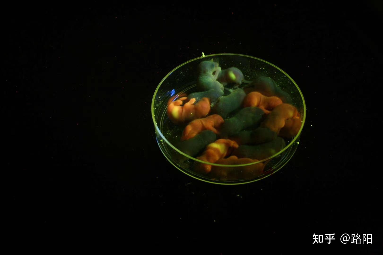 观测FUCCI小鼠用什么荧光光源 - 知乎