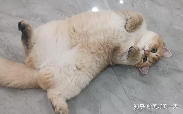 一只猫见到你就 翻肚皮”，其实在给你这些暗示，别误会了！ 知乎