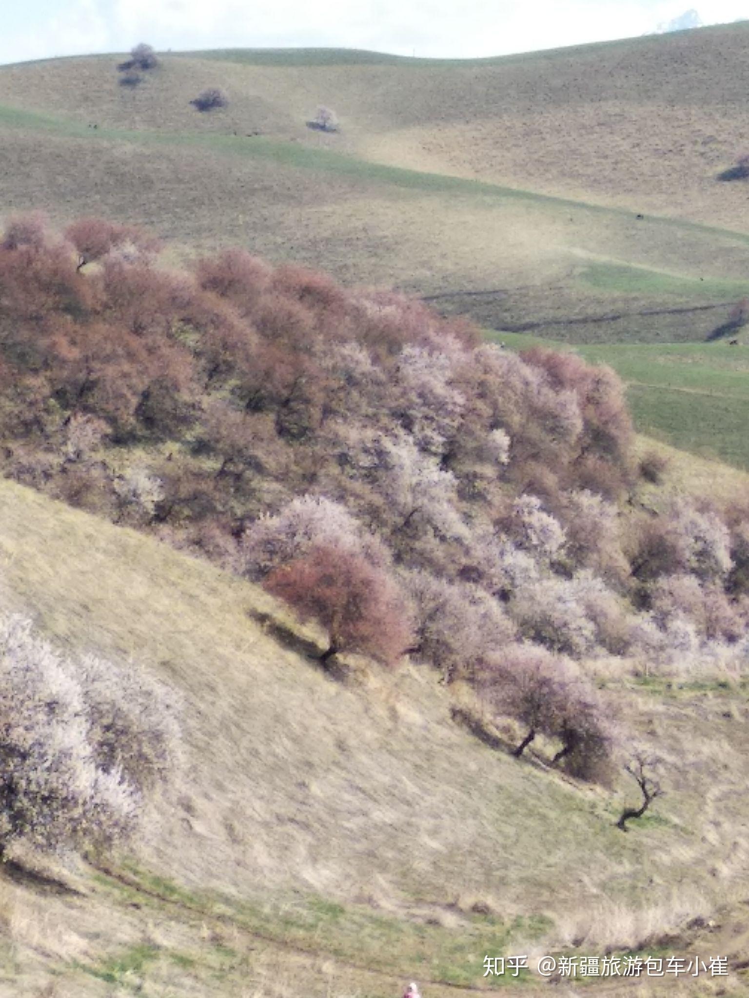 新疆伊犁杏花沟 - 知乎
