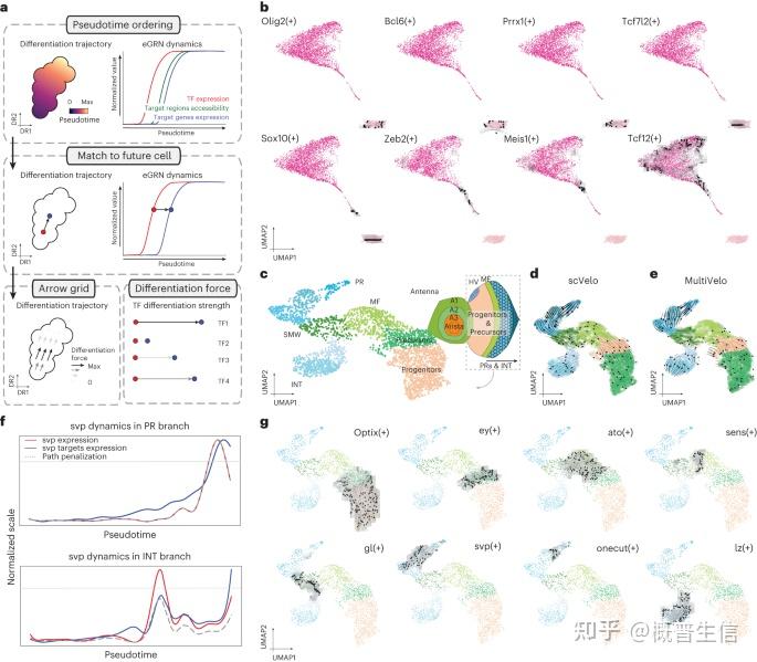 Nature Methods增强子介导基因调控网络分析利器SCENIC+ - 知乎