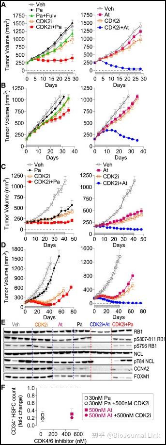 文章 | Cancer.Cell | CDK4选择性抑制提高抗肿瘤功效和安全性 - 知乎
