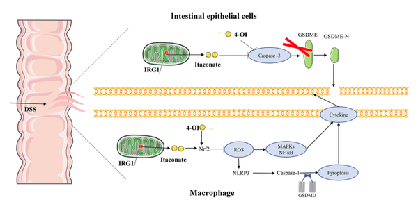 Genes & Diseases丨IRG1/衣康酸通过抑制 Gasdermin 介导的焦亡和炎症反应对急性结肠炎的保护作用 - 知乎