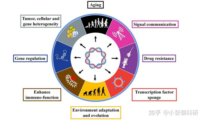 国自然热点 | 一文看懂染色体外环状DNA - 知乎