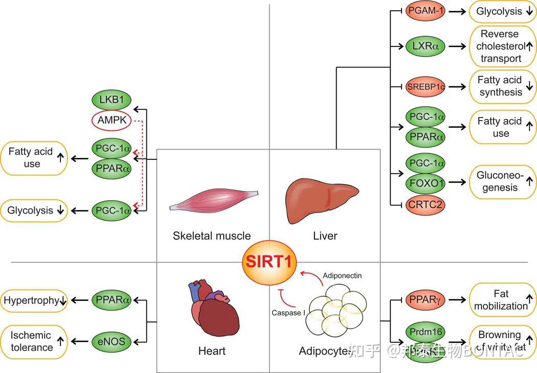 什么是Sirtuins？跟NAD、NMN有什么关系？ - 知乎