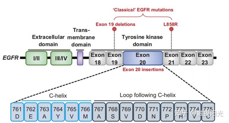 最新！EGFR ex20ins靶向药物临床应用与研发进展汇总 - 知乎