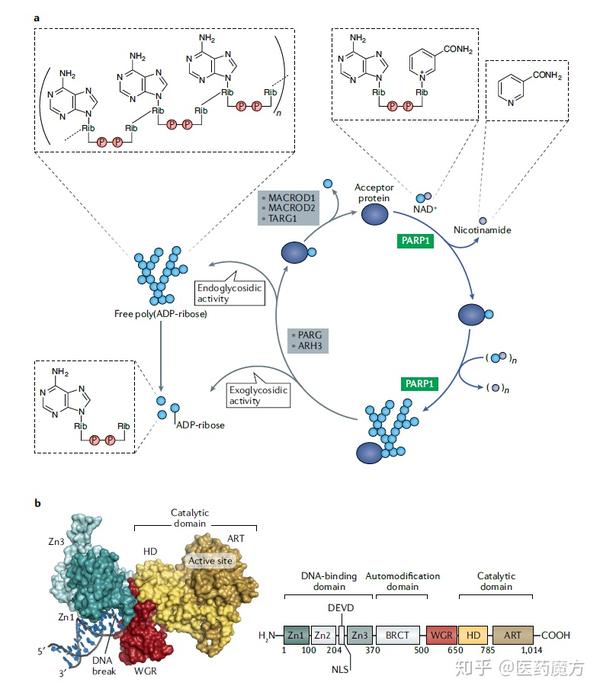 PARP抑制剂「图鉴」 - 知乎