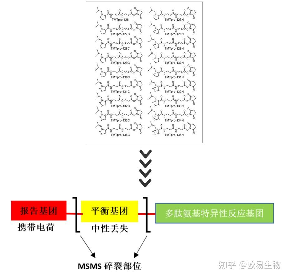 鹿明生物产品升级 |TMT Pro18-plex质谱技术，助推蛋白组学 - 知乎