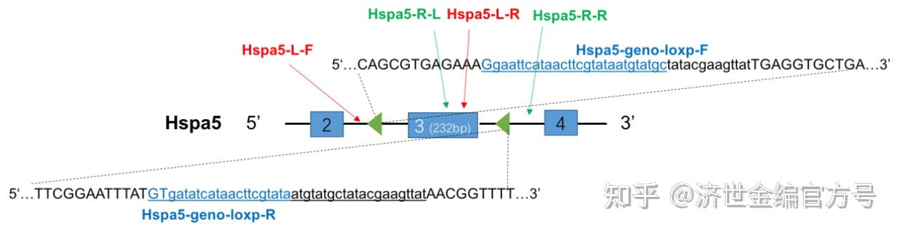 案例分享：Hspa5基因组织特异性敲除小鼠(Loxp)构建技术报告 - 知乎