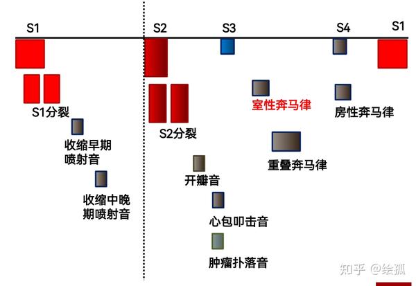 【循环系统2.2】【临床诊断学】心血管系统体格检查 - 知乎