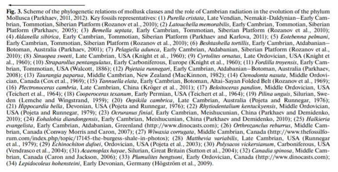 头足纲小传（29）瑕光微明：头足纲的起源，奈特氏锥 Knightoconus - 知乎