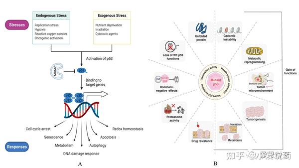《普创新》之p53及靶向p53 Y220C抑制剂的筛选 - 知乎