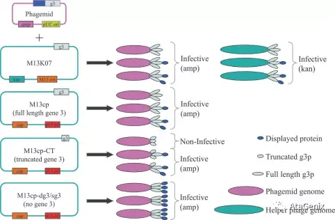 技术分享第十八期 | Get it，你为什么要选择噬菌粒？ - 知乎