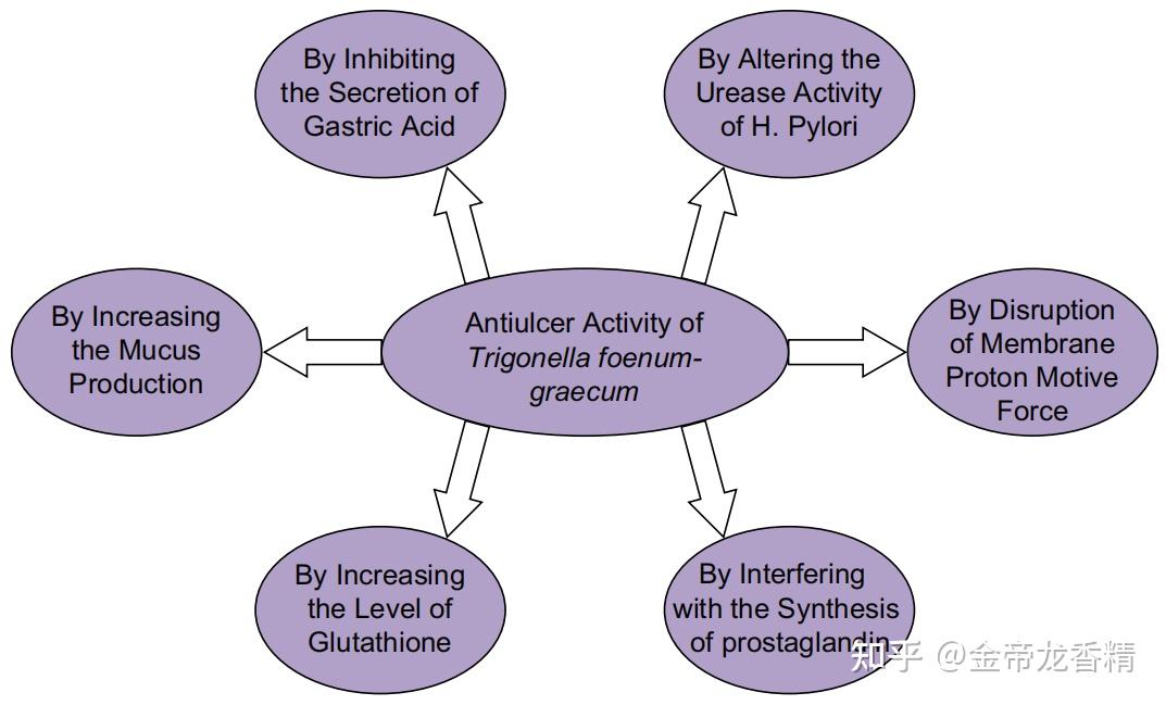 香精与香料(80)—葫芦巴浸膏(Fenugreek concrete) - 知乎