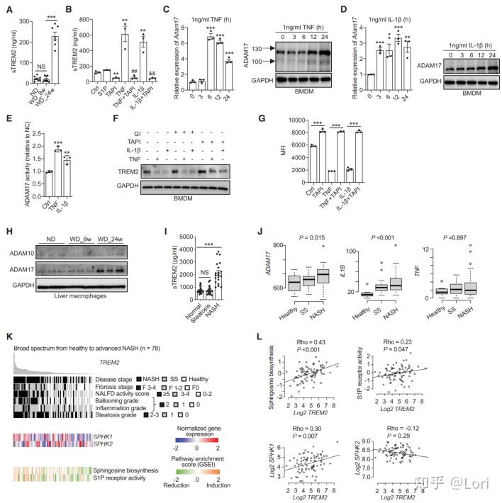 文献学习002——TREM2 依赖的胞葬调控肝脏炎症和NASH发展 - 知乎