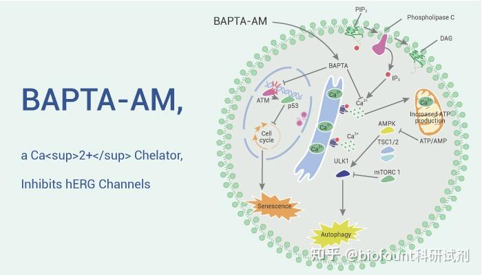BAPTA-AM（Ca2+ 螯合剂， hERG通道抑制剂） - 知乎