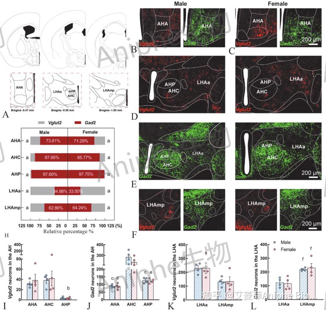 干货|最常见的实验鼠品系 —C57BL/6老龄鼠，这些你都知道吗↓ - 知乎