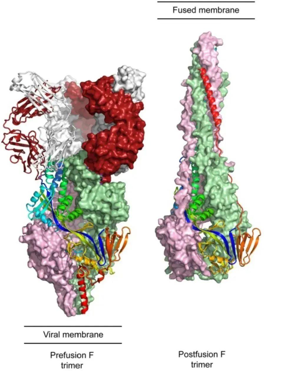 RSV-pre-F三聚体蛋白：助力疫苗领域的深入研究 - 知乎