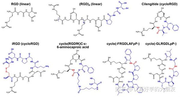 一文了解RGD环肽 - 知乎