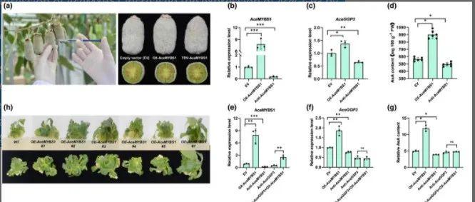 【New Phytol】猕猴桃MYBS1和GBF3转录因子通过激活半乳糖磷酸化酶的转录来影响抗坏血酸的生物合成 - 知乎