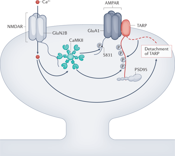 Nat Rev Neurosci最新综述：突触可塑性、学习和记忆的核心分子组织者——CaMKII - 知乎