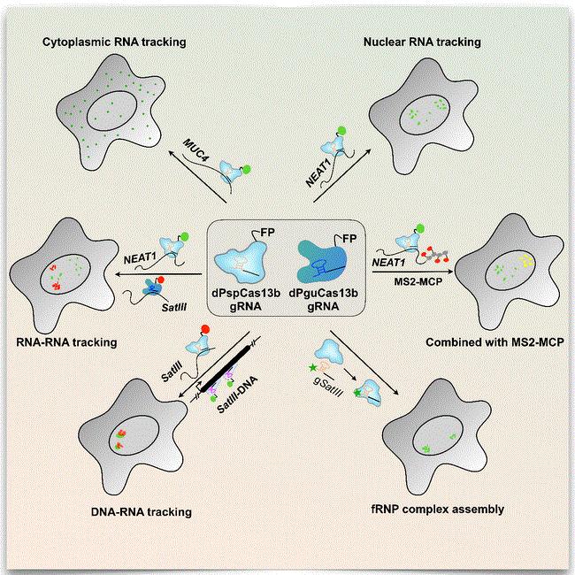 CRISPR-Cas13系统应用于RNA活细胞标记的新进展 - 知乎