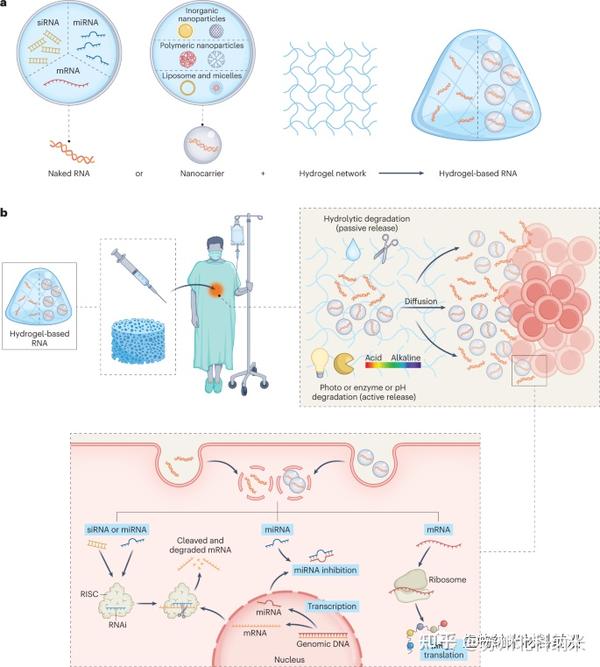 再登《Nature》:用于 RNA 递送的水凝胶 - 知乎